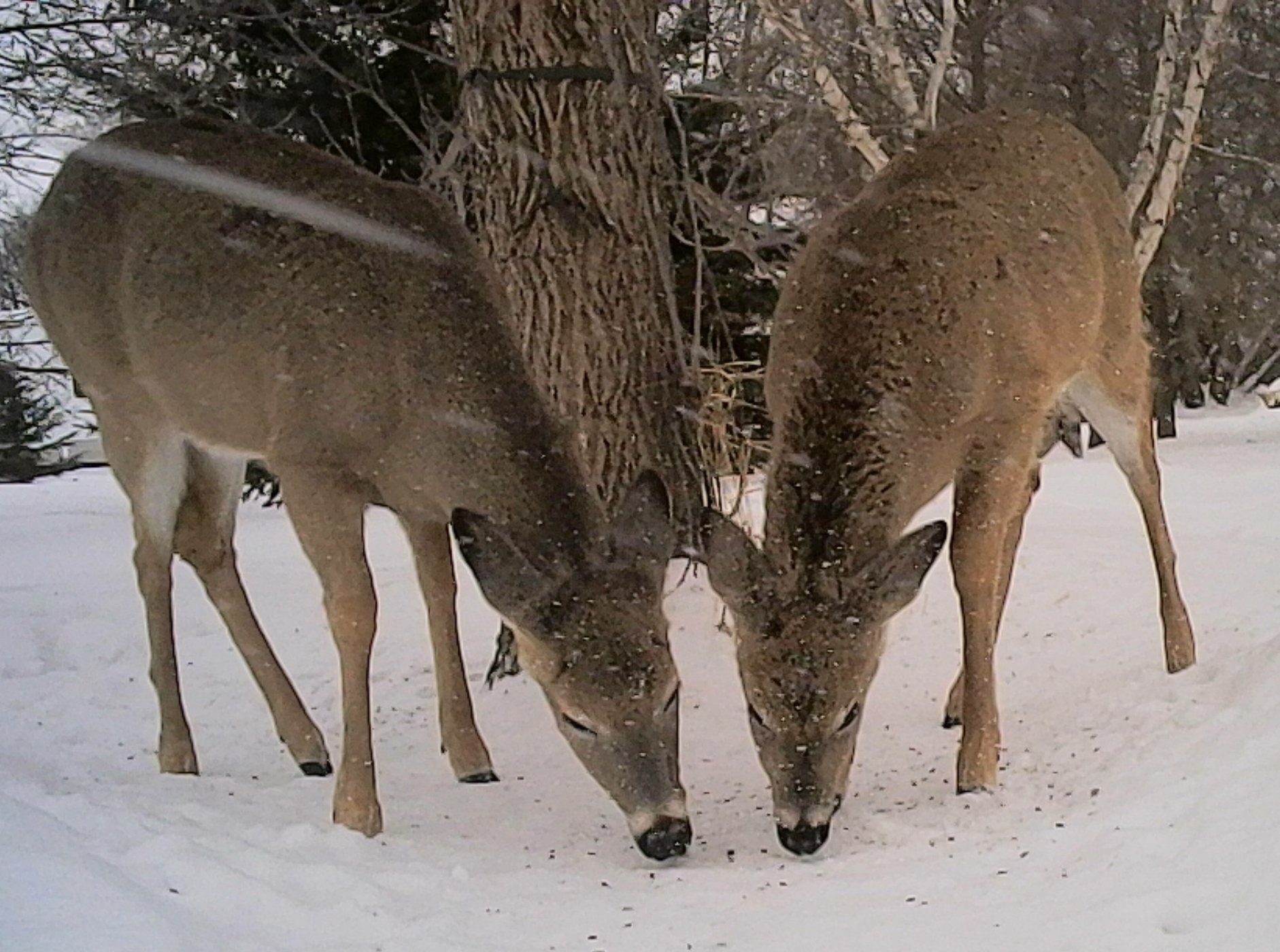 Solve Under the bird feeder jigsaw puzzle online with 70 pieces
