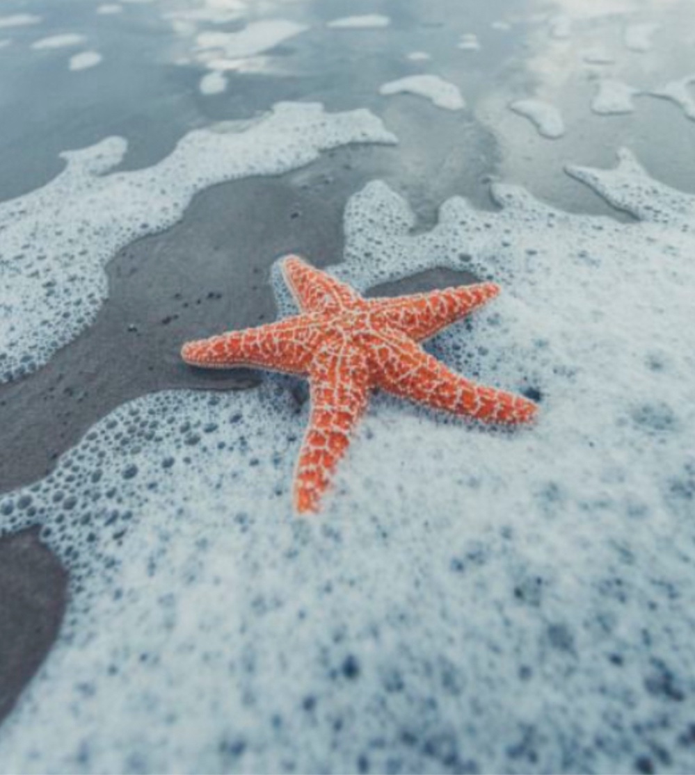 Solve Sandy Starfish jigsaw puzzle online with 182 pieces