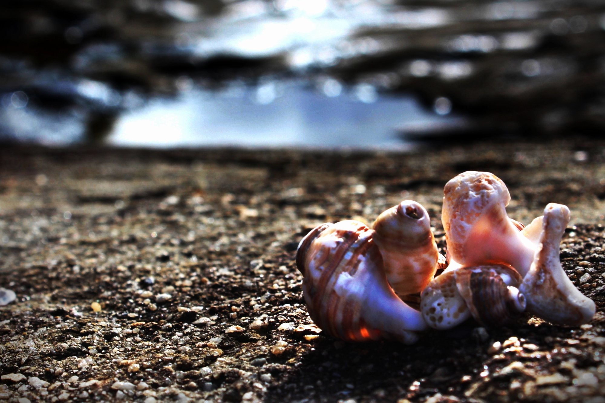 Solve Shells jigsaw puzzle online with 77 pieces