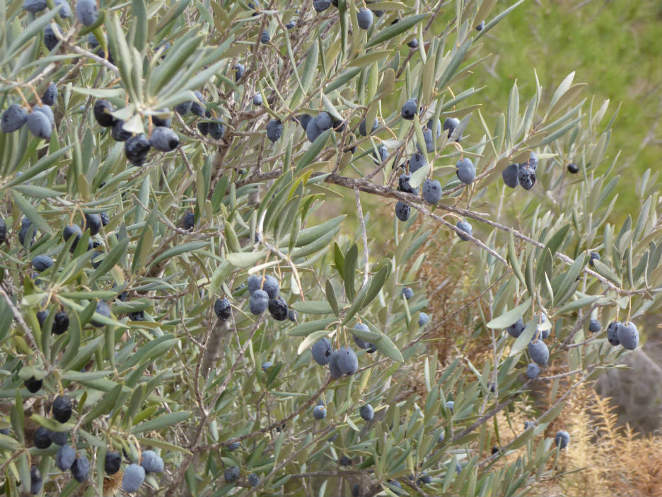 Solve Spain. Navajas. All olive trees have been harvested around here ...