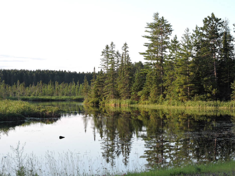 Solve Typical northwoods wetlands jigsaw puzzle online with 20 pieces