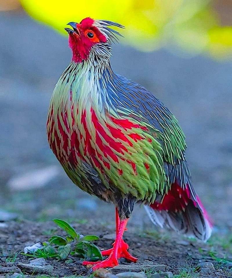 Solve Blood Pheasant. jigsaw puzzle online with 224 pieces