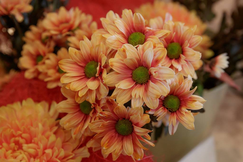 Solve Flowers for today :-) jigsaw puzzle online with 24 pieces