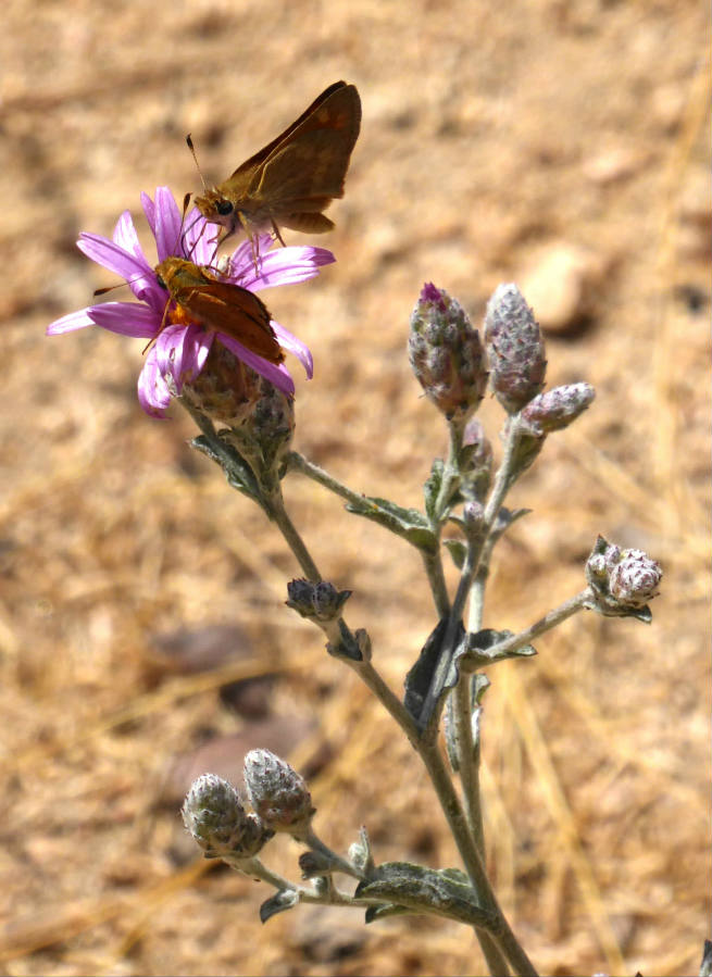 Solve Skipper on Common Sandaster (Corethrogyne filaginifolia) jigsaw ...