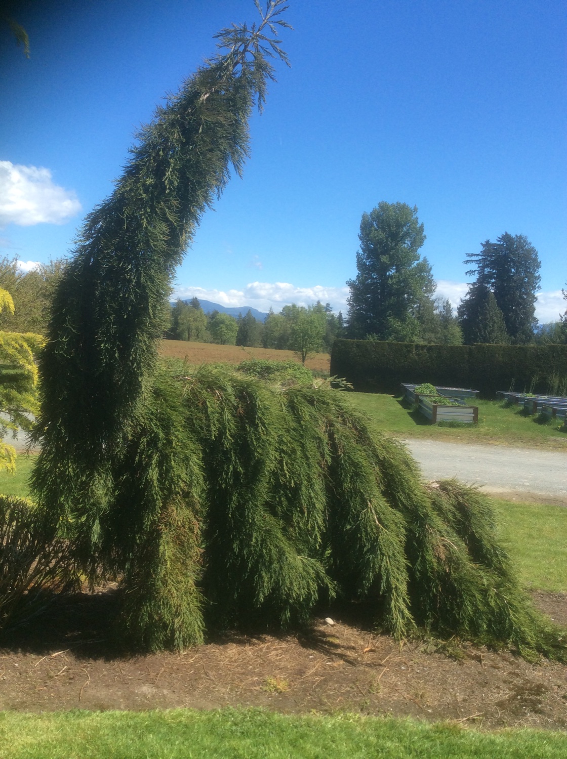 Solve Picea omorika ‘Bruns Pendula’ - Bruns Weeping Serbian Spruce 🇨🇦 ...