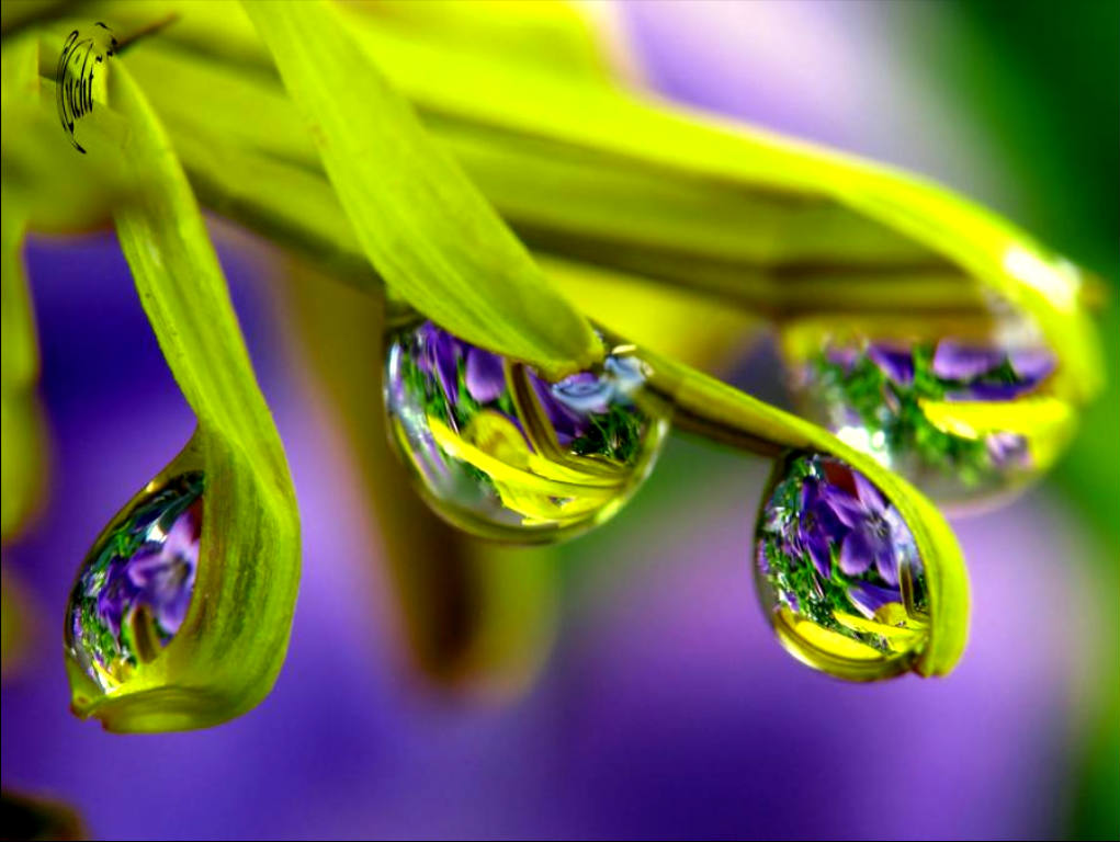 Solve water drip jigsaw puzzle online with 108 pieces