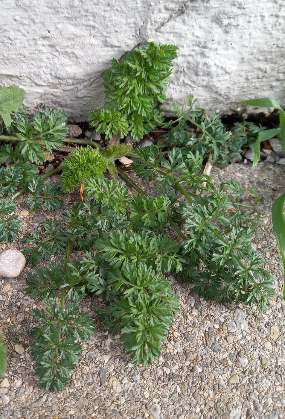 Solve Urban Biodiversity jigsaw puzzle online with 35 pieces