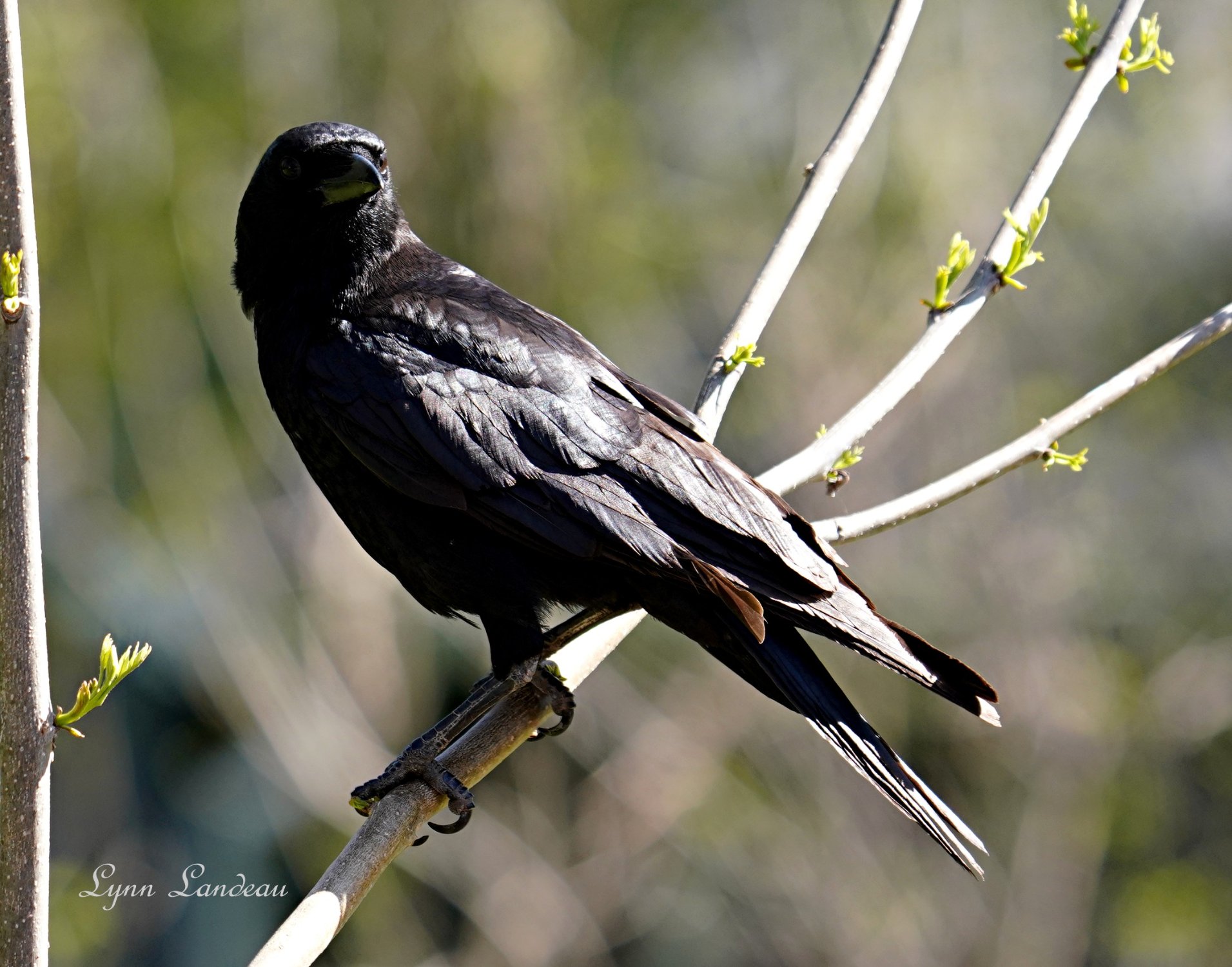 Solve Daily visitor jigsaw puzzle online with 252 pieces