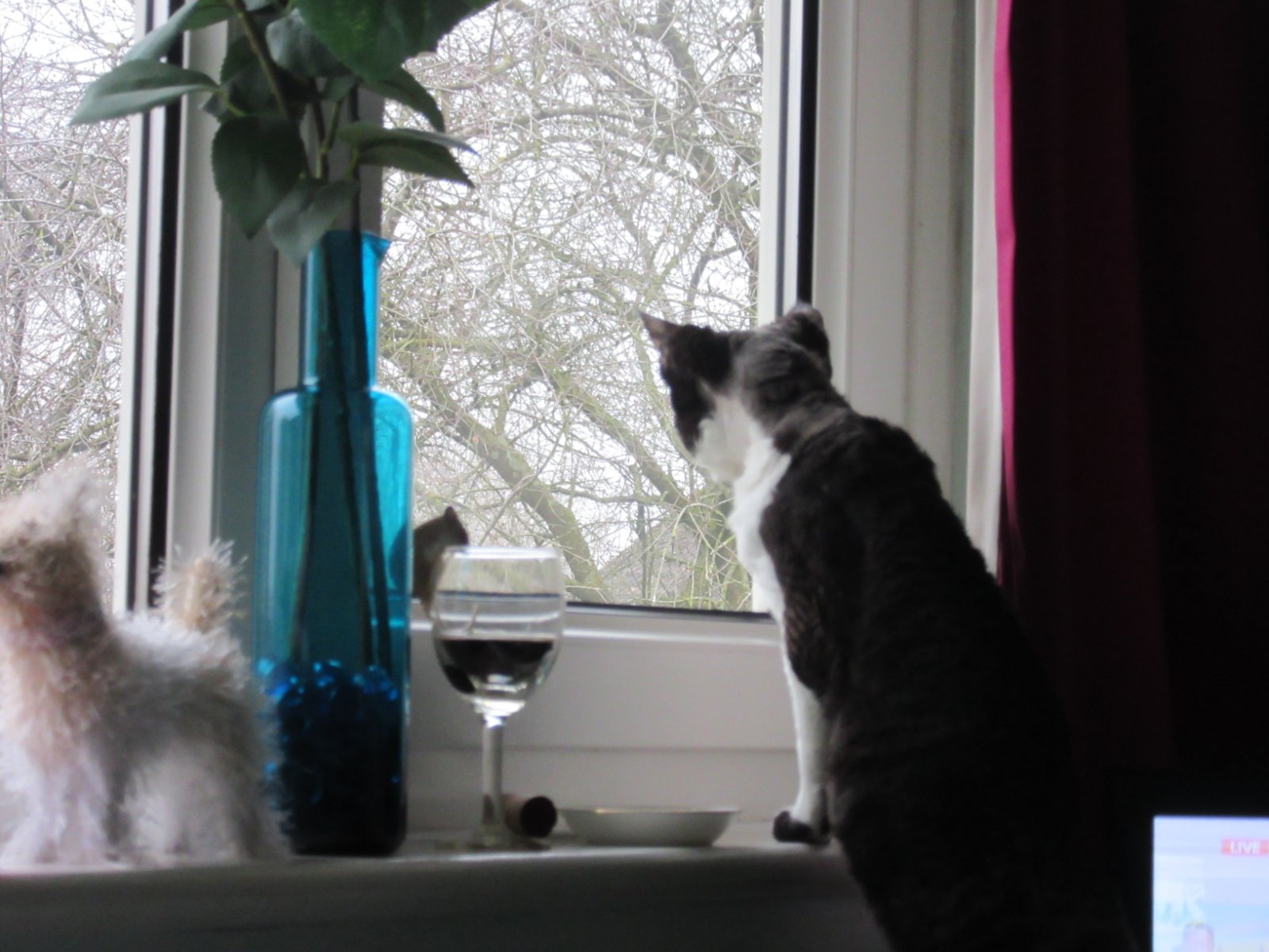 Solve what is Theo looking at??? jigsaw puzzle online with 48 pieces