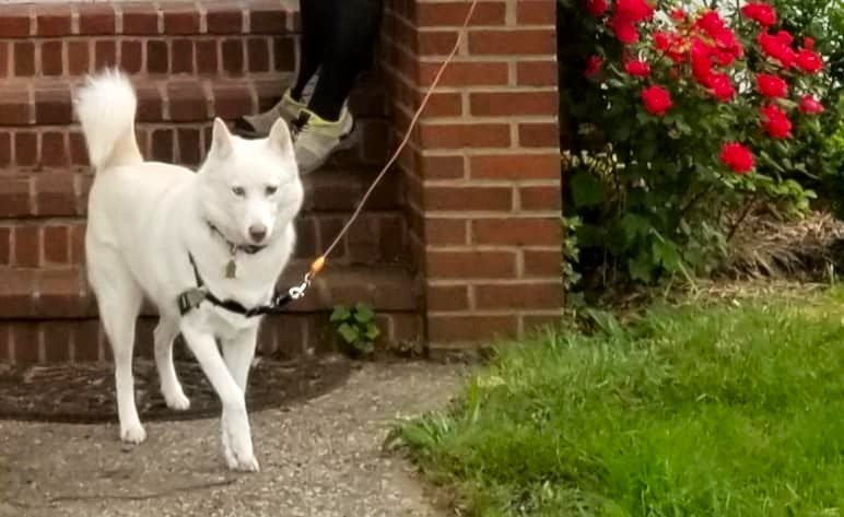 Solve At home with Flurry jigsaw puzzle online with 60 pieces