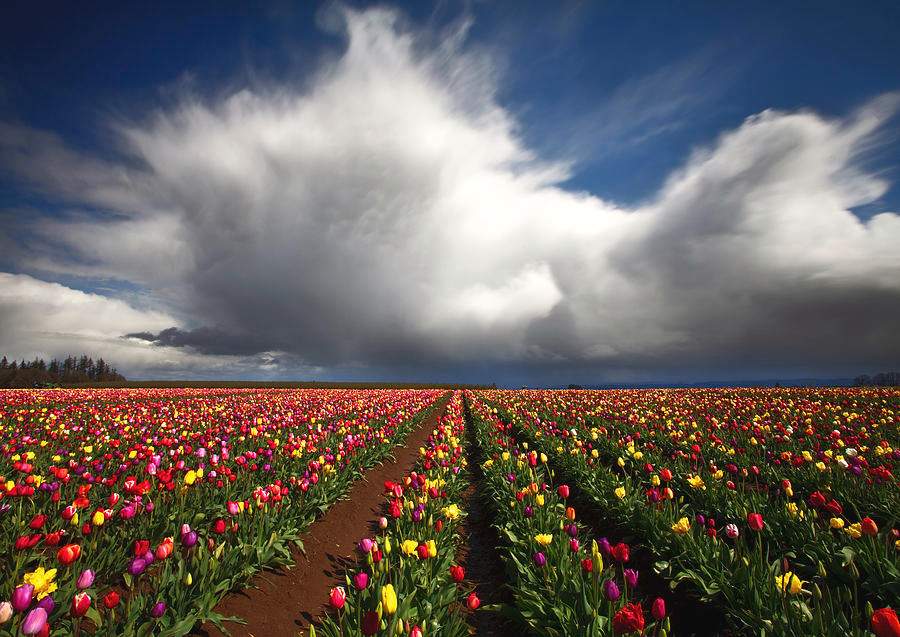 Solve april-showers-april-flowers jigsaw puzzle online with 70 pieces