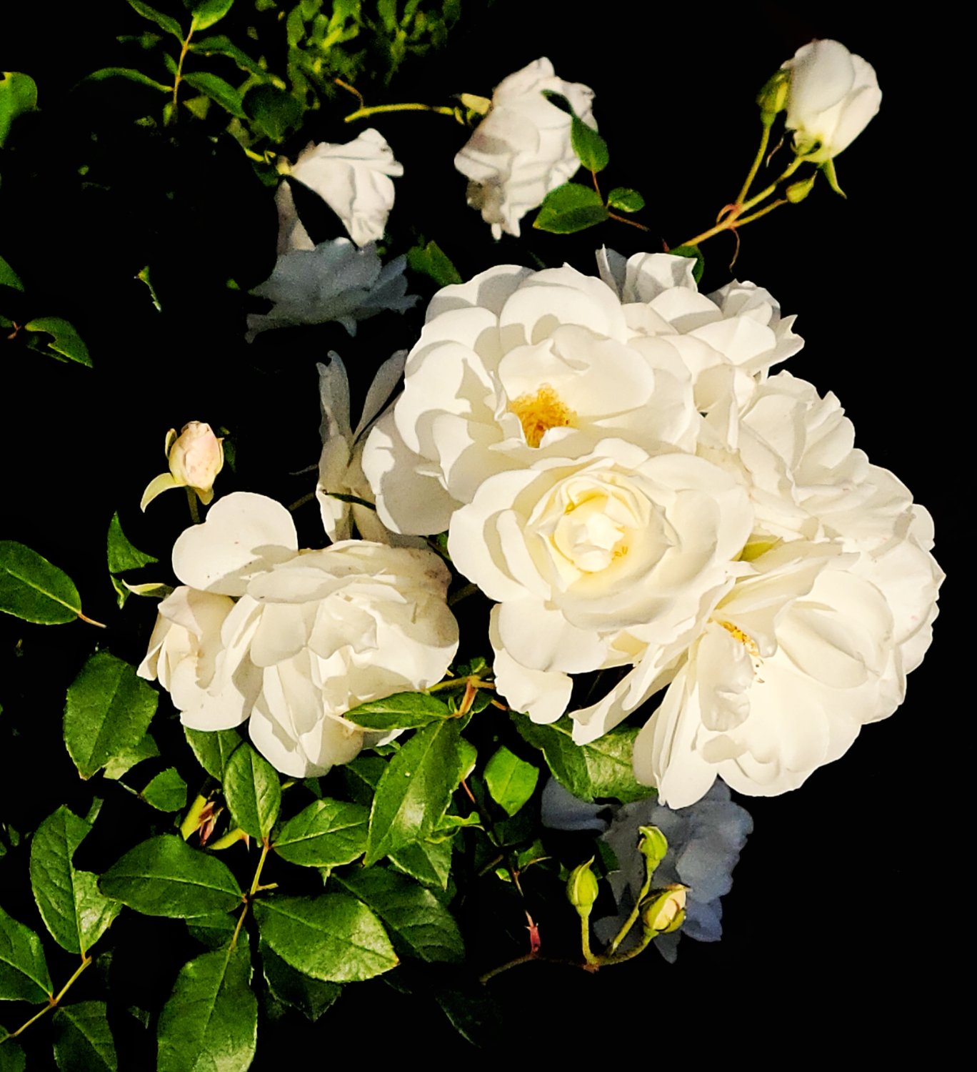 Solve White Rose Cluster jigsaw puzzle online with 72 pieces