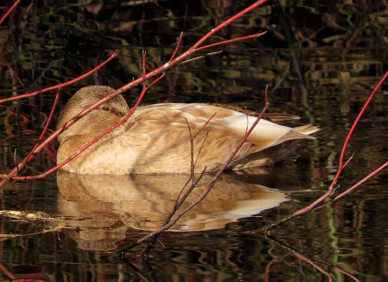 Solve dozing behind some twigs jigsaw puzzle online with 48 pieces