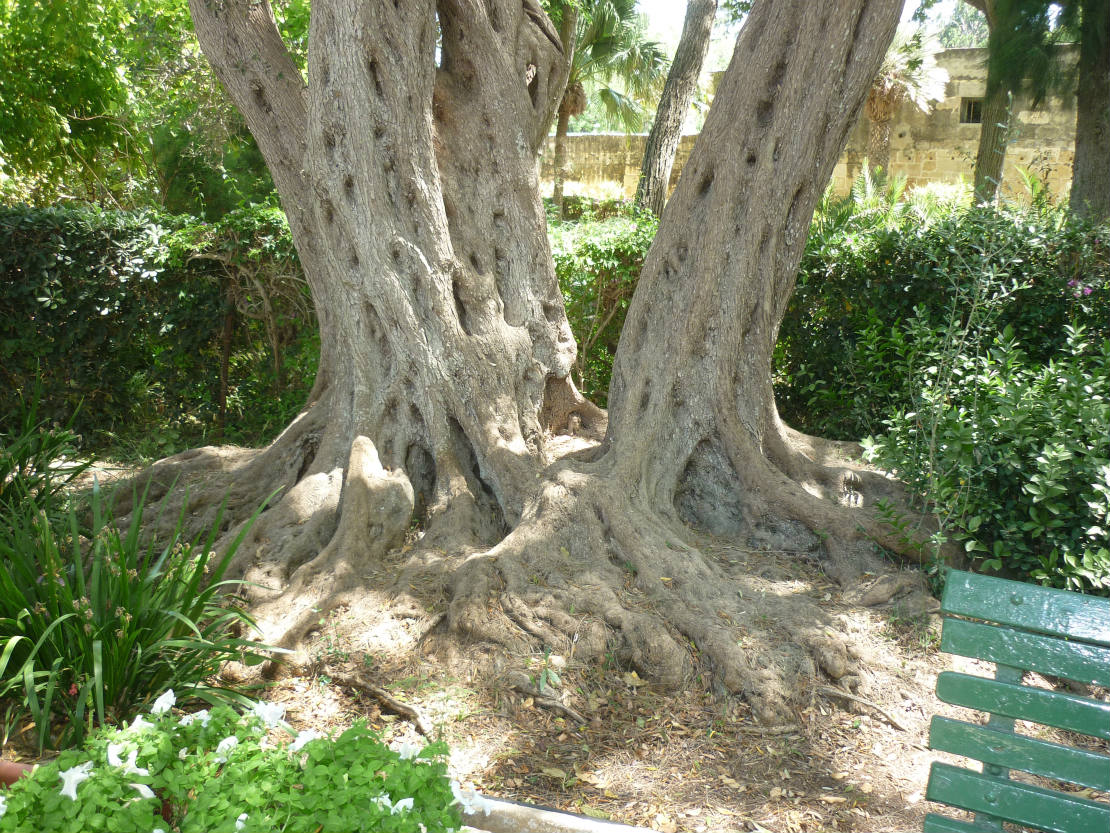 Solve old olive tree jigsaw puzzle online with 35 pieces