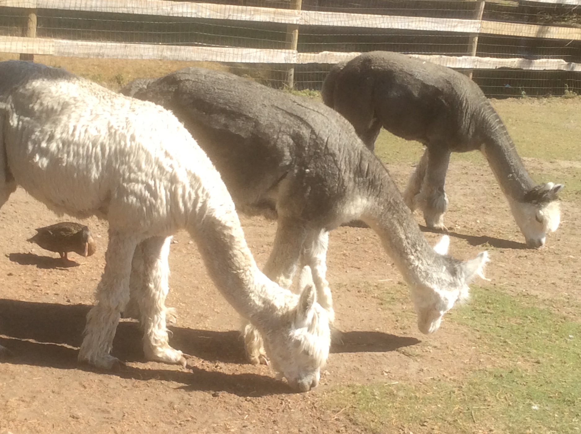 Solve Alpaca Buddies 🇨🇦 jigsaw puzzle online with 70 pieces