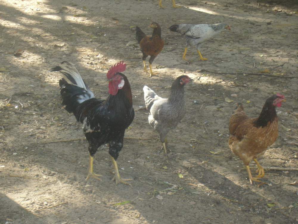 Solve A Cockrel and more hens jigsaw puzzle online with 12 pieces