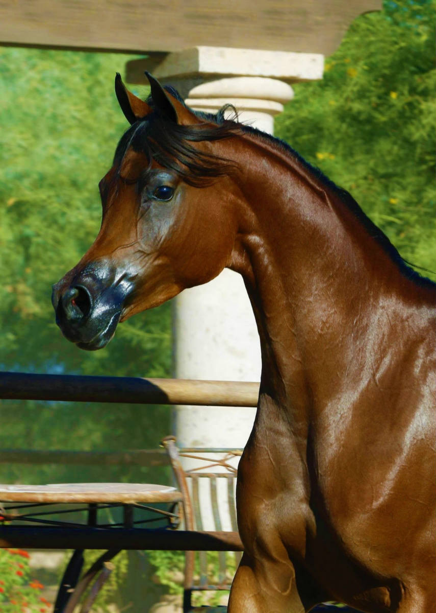 Solve El Rey Magnum jigsaw puzzle online with 176 pieces