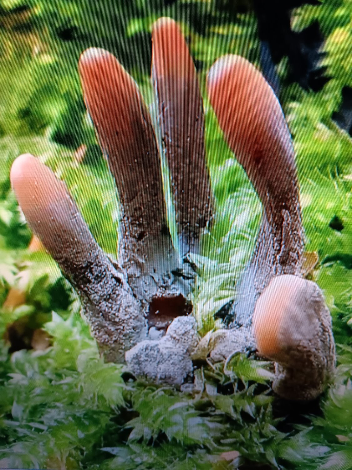 Solve Dead Man's Fingers mushroom jigsaw puzzle online with 63 pieces