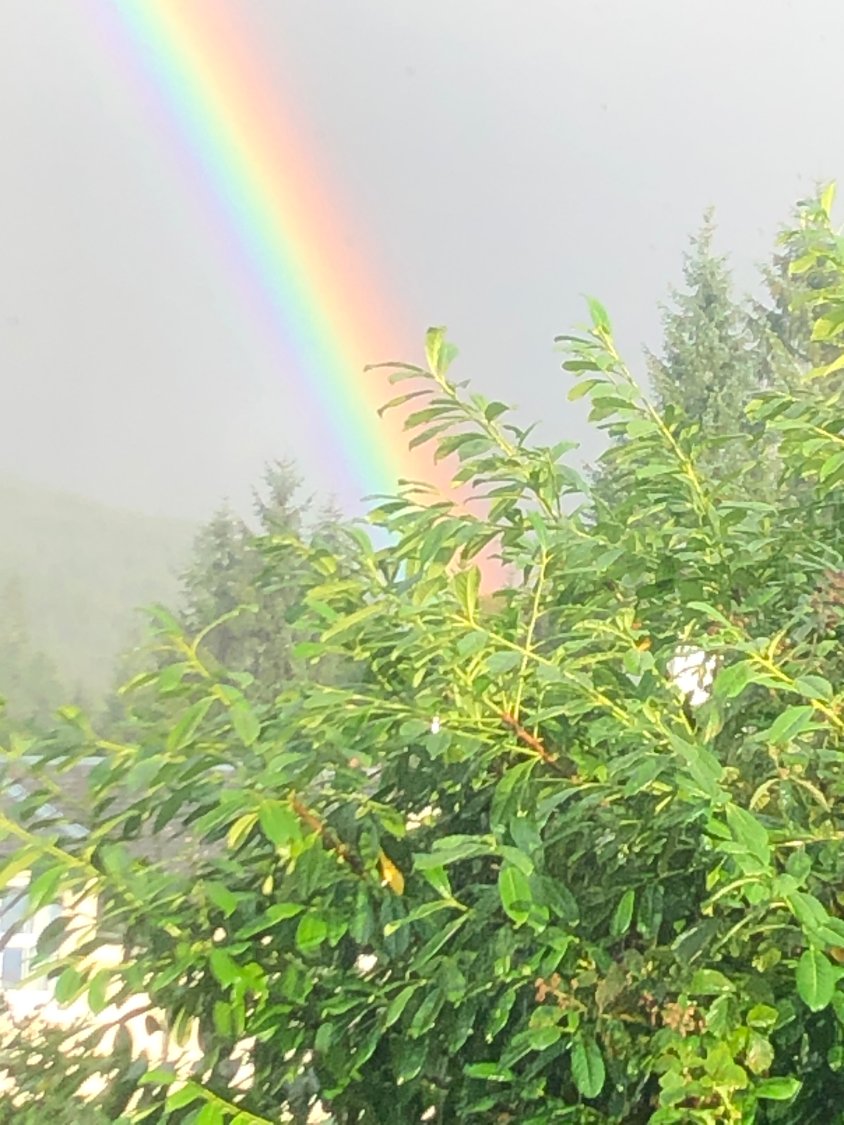 Solve Rainbow Bush jigsaw puzzle online with 12 pieces