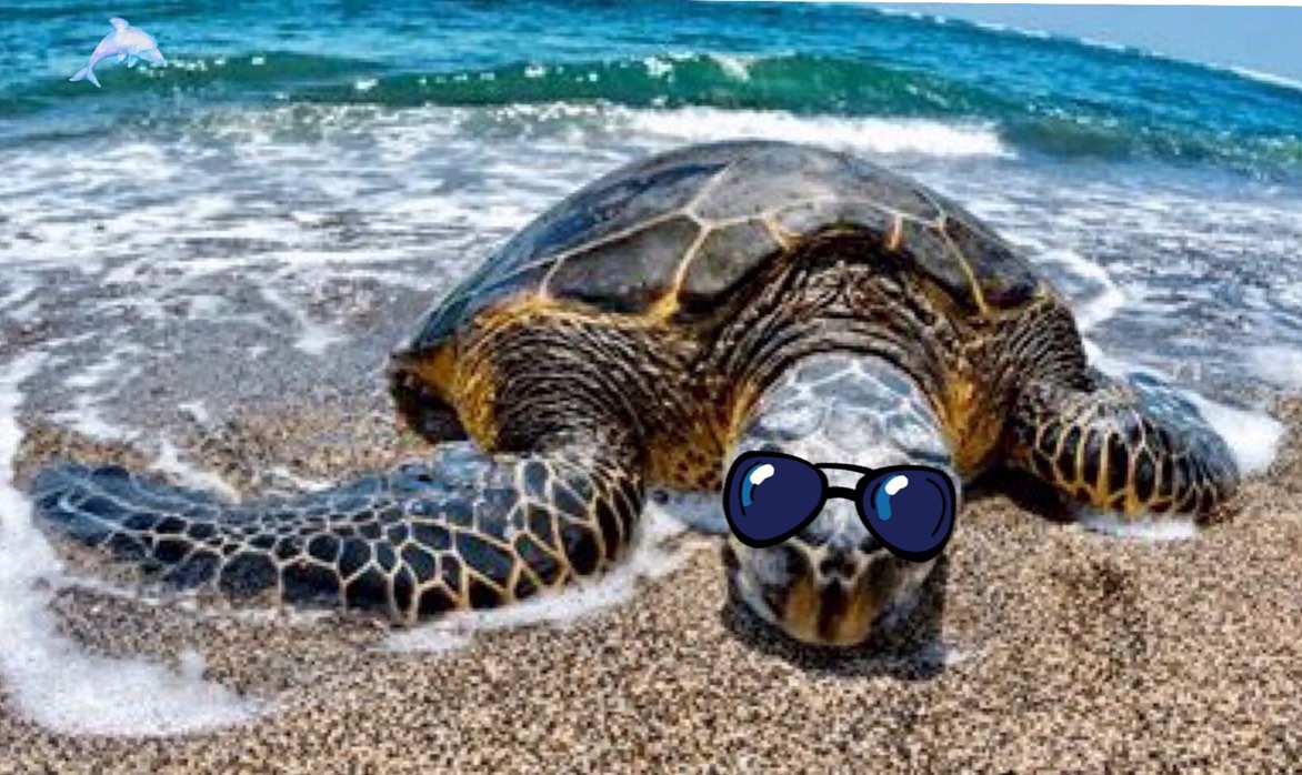 Puzzle | 15 pièces | Ted the turtle. | Jigidi