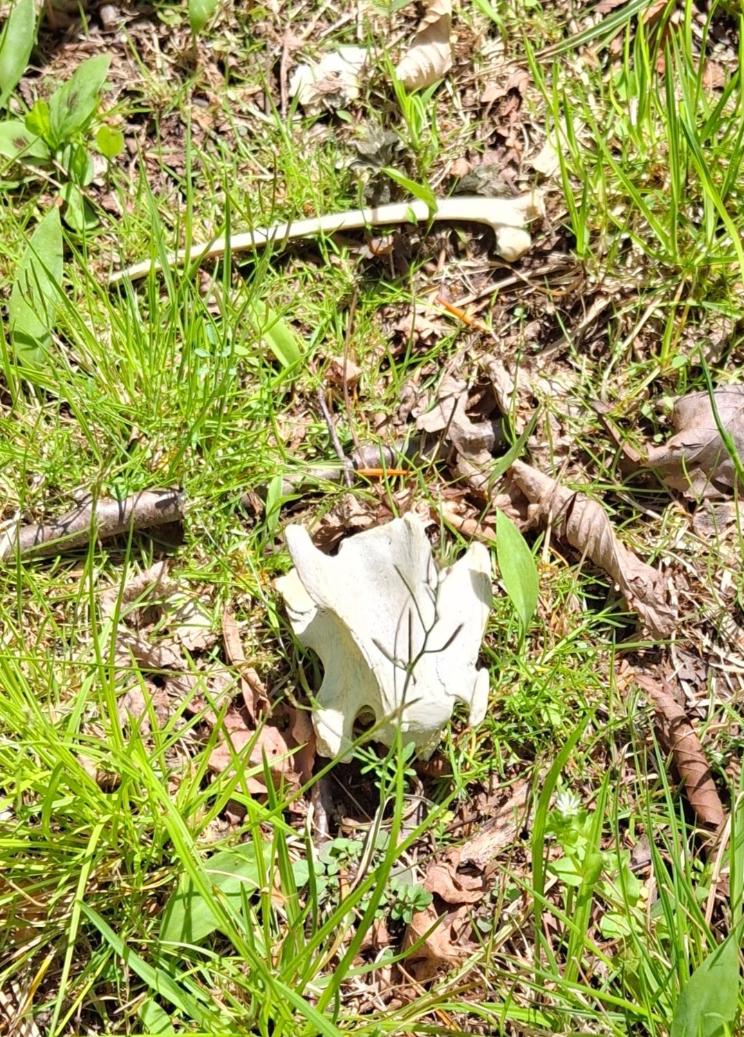 Solve What do you think? Fawn hip & leg bones? jigsaw puzzle online ...