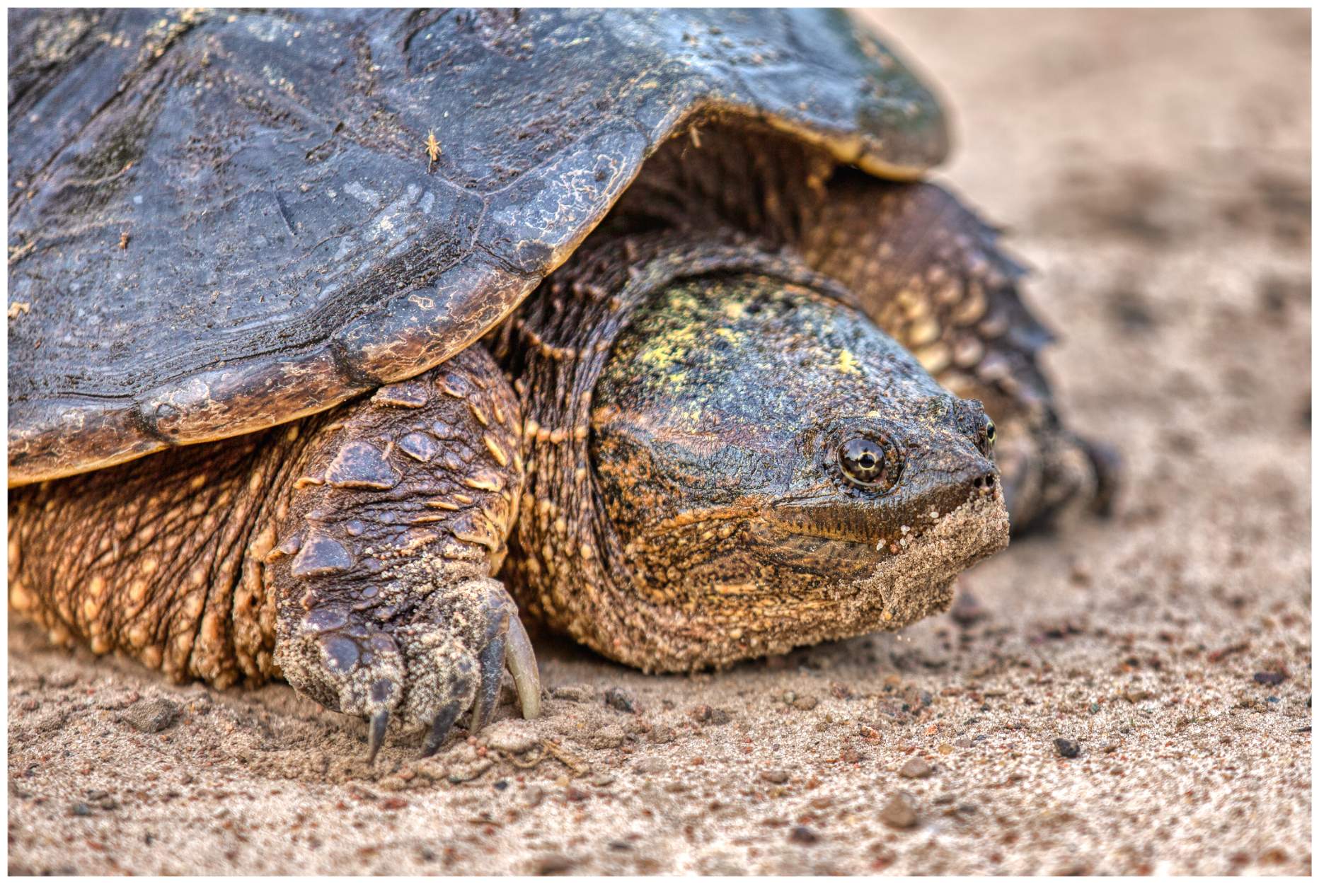 Solve She's a Fair Sized Snapper jigsaw puzzle online with 150 pieces