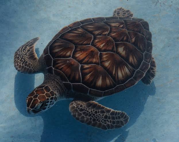 Solve beautiful turtle jigsaw puzzle online with 20 pieces