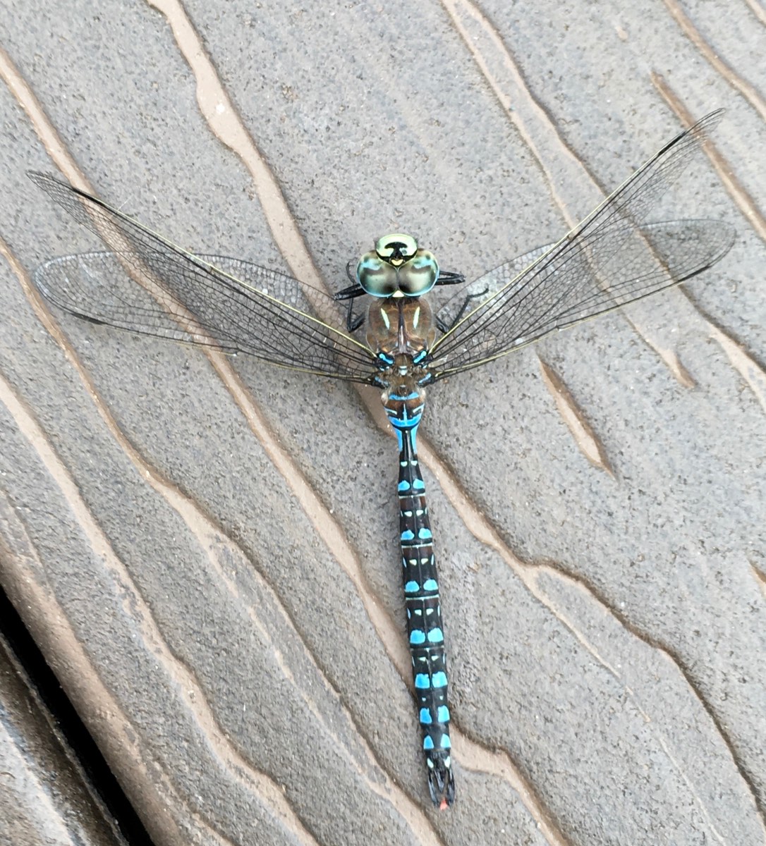 Solve For L. jigsaw puzzle online with 30 pieces