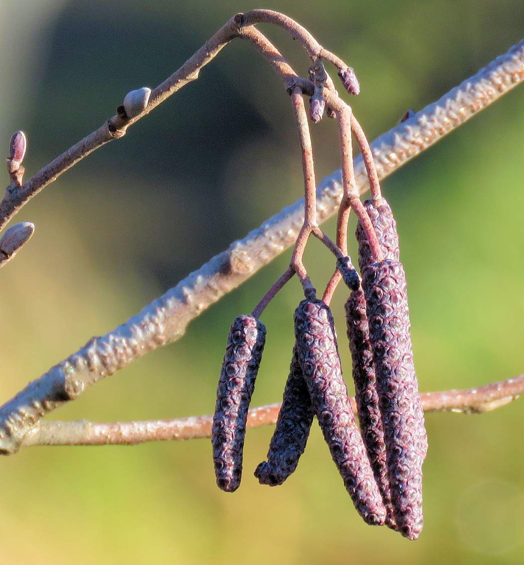 Solve purple catkins jigsaw puzzle online with 56 pieces