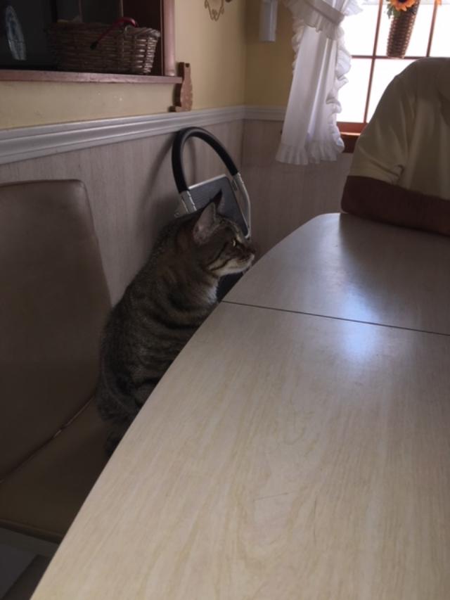 Solve Where's dinner? jigsaw puzzle online with 35 pieces