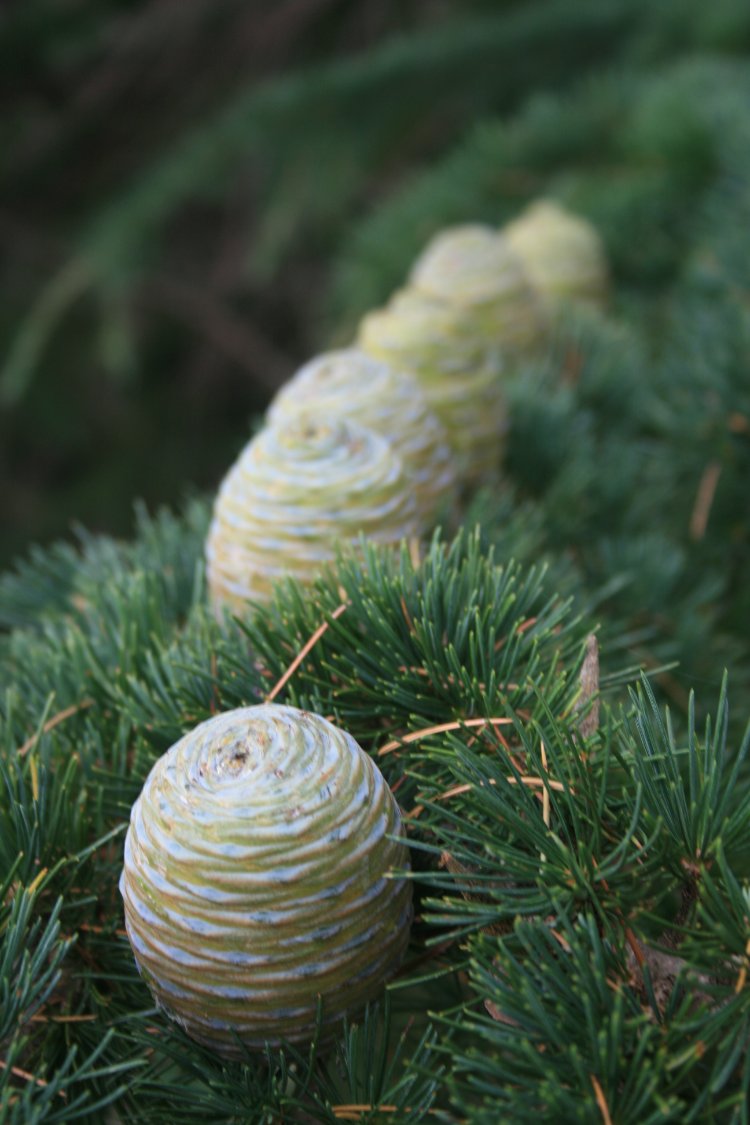 Solve 🤎🌲 Cones 🌲🤎 jigsaw puzzle online with 15 pieces