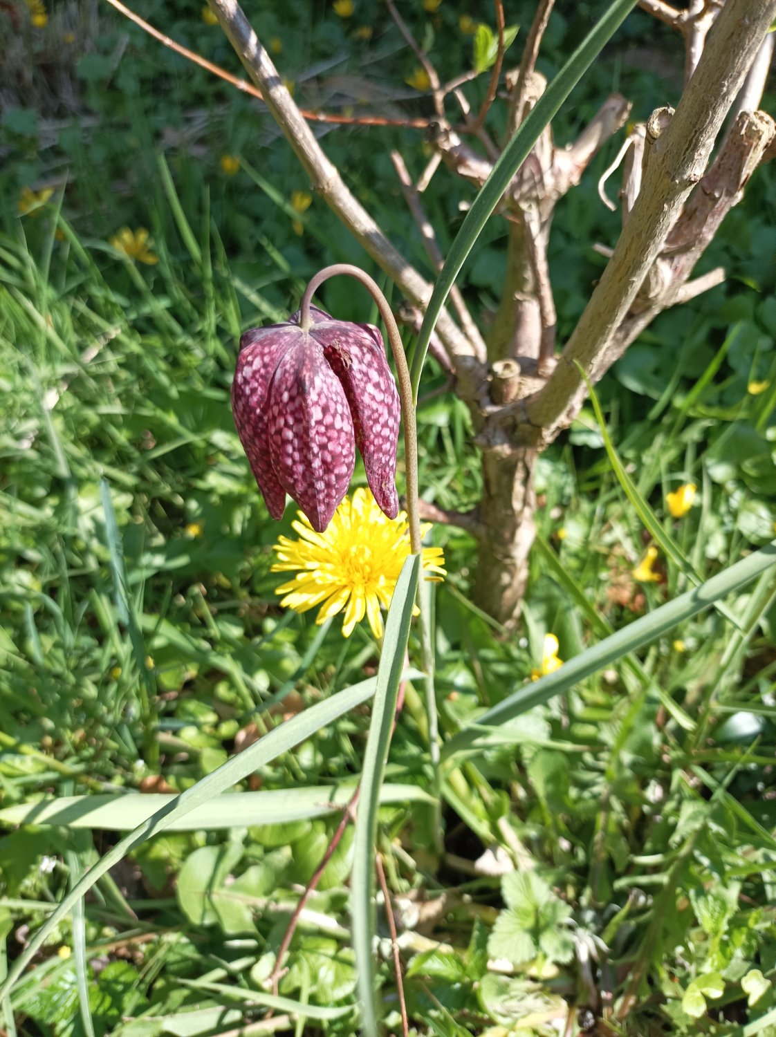 Solve 7. jigsaw puzzle online with 99 pieces