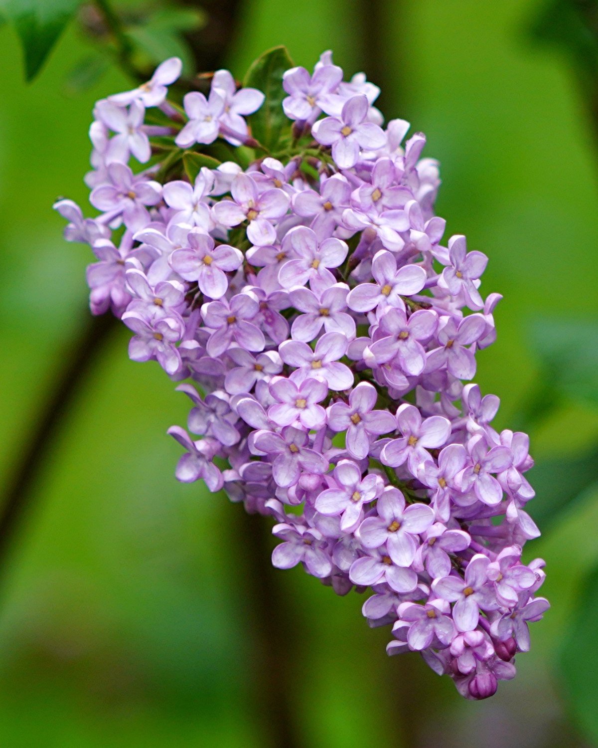 Jigsaw Puzzle | 252 pieces | Lilac Blossom | Jigidi