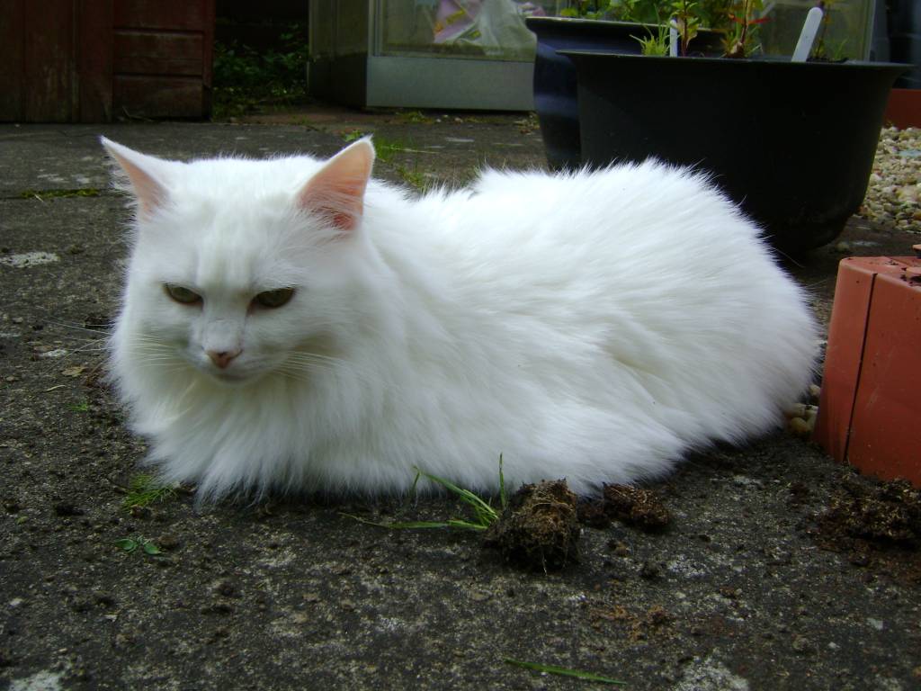 Solve Freya - 'helping' with the weeding... jigsaw puzzle online with ...