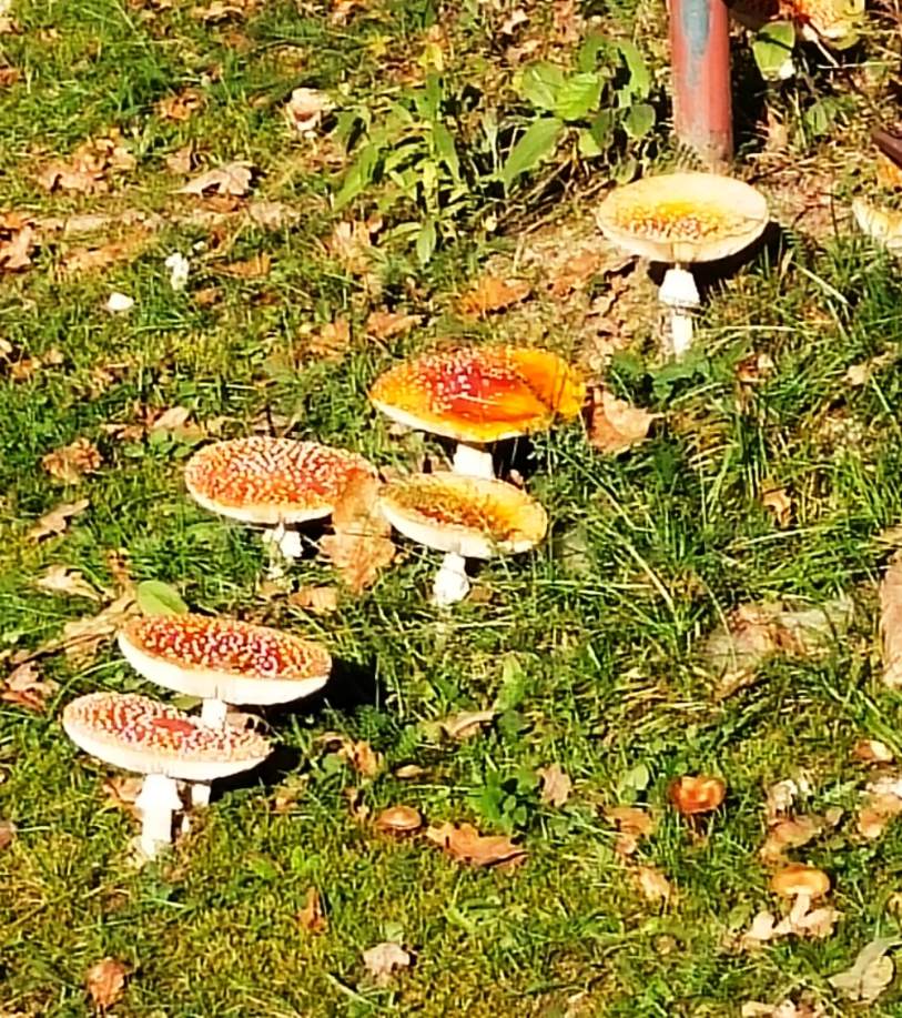 Solve Tak zase za rok jigsaw puzzle online with 16 pieces