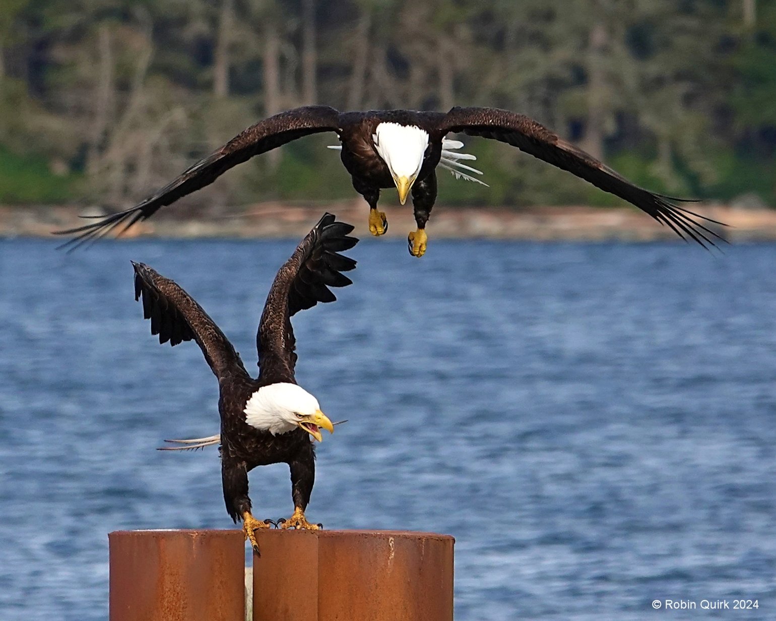 Solve 'Freedom' - She is seen below with her mate - Freedom the female ...