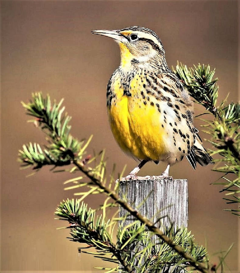 Solve Wyoming State Bird ~ Western Meadowlark jigsaw puzzle online with ...