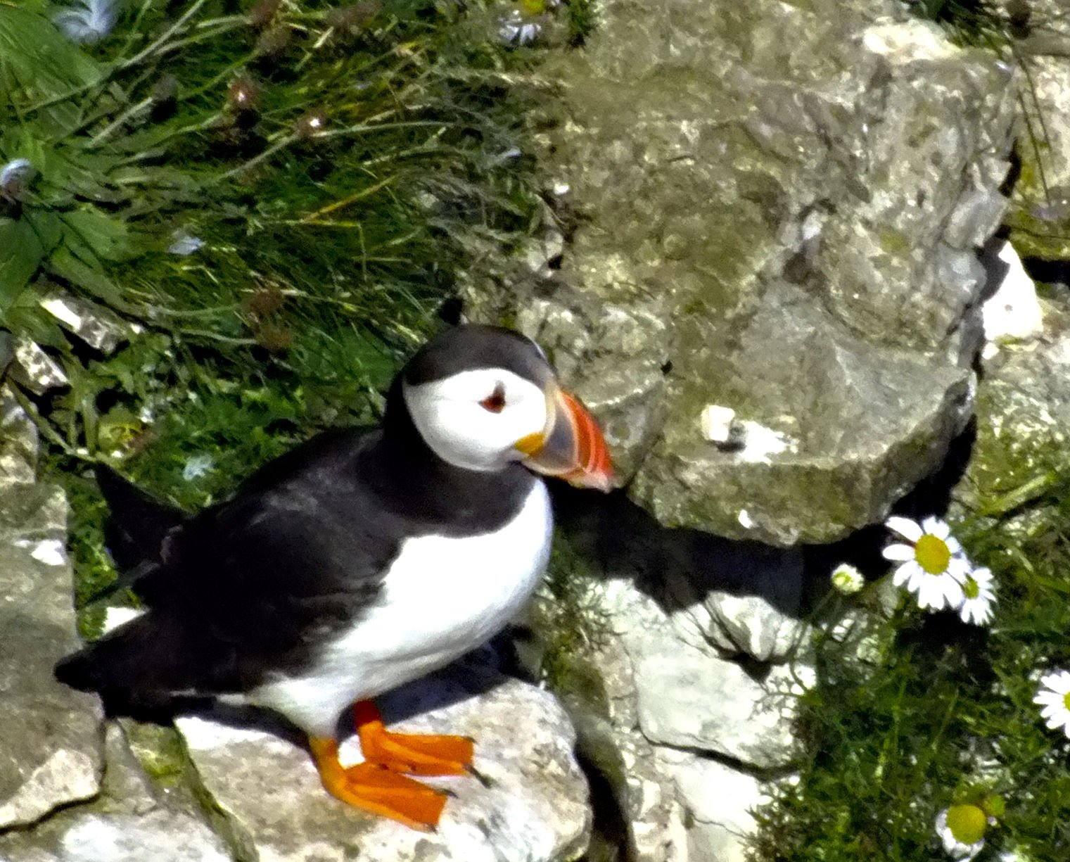 Solve Puffin jigsaw puzzle online with 180 pieces