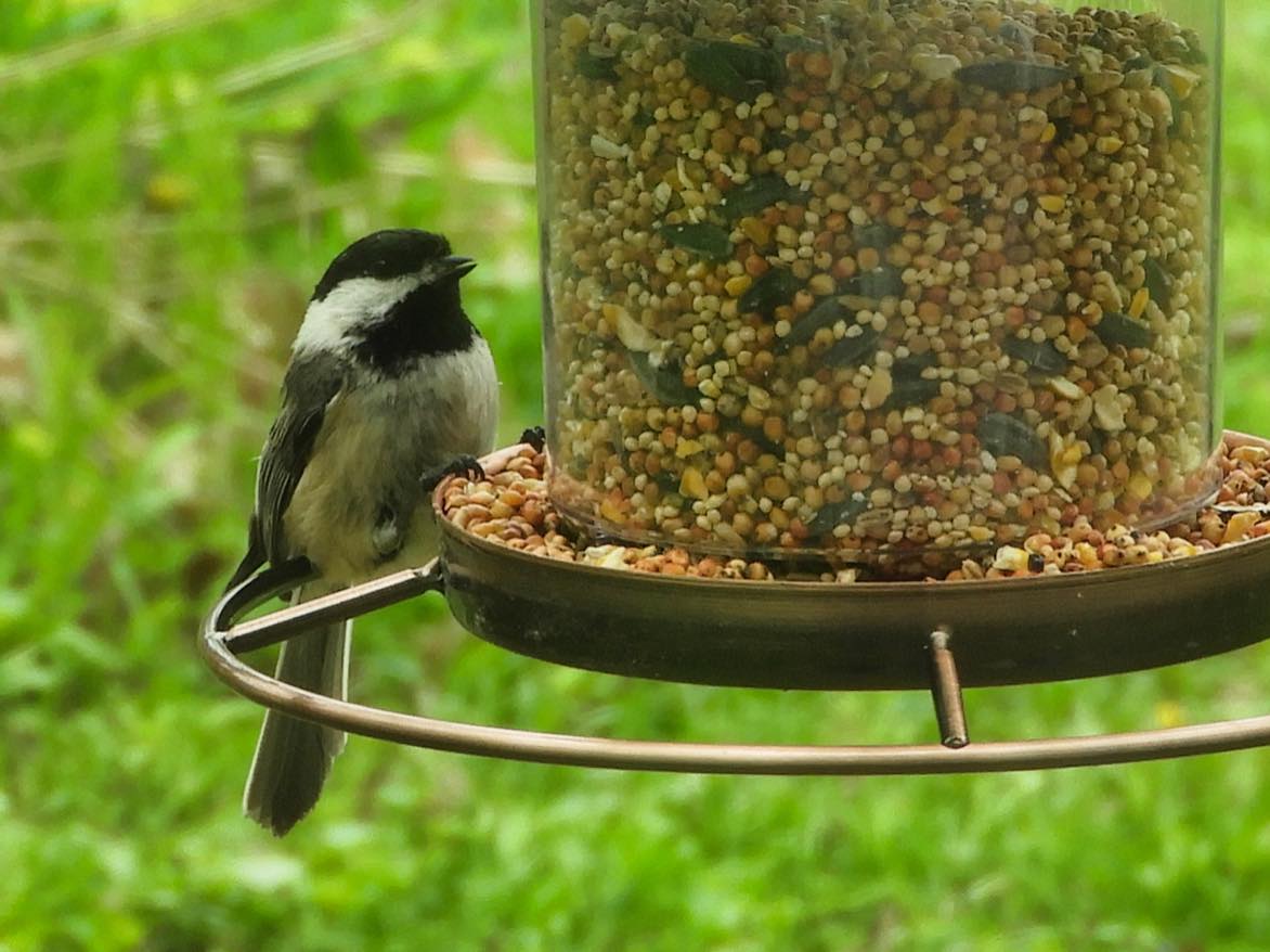 Solve Chickadee jigsaw puzzle online with 20 pieces