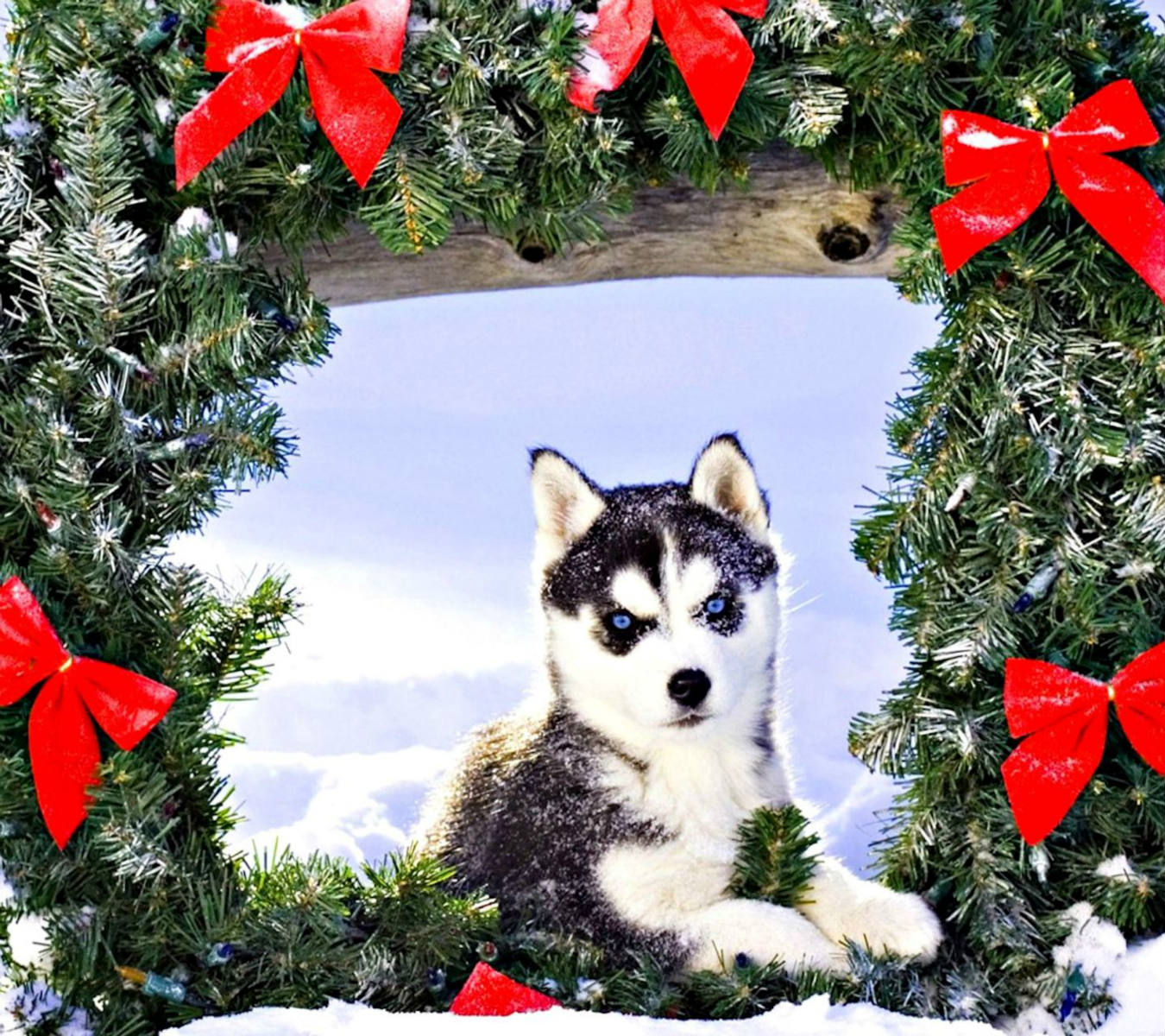Solve Husky jigsaw puzzle online with 460 pieces