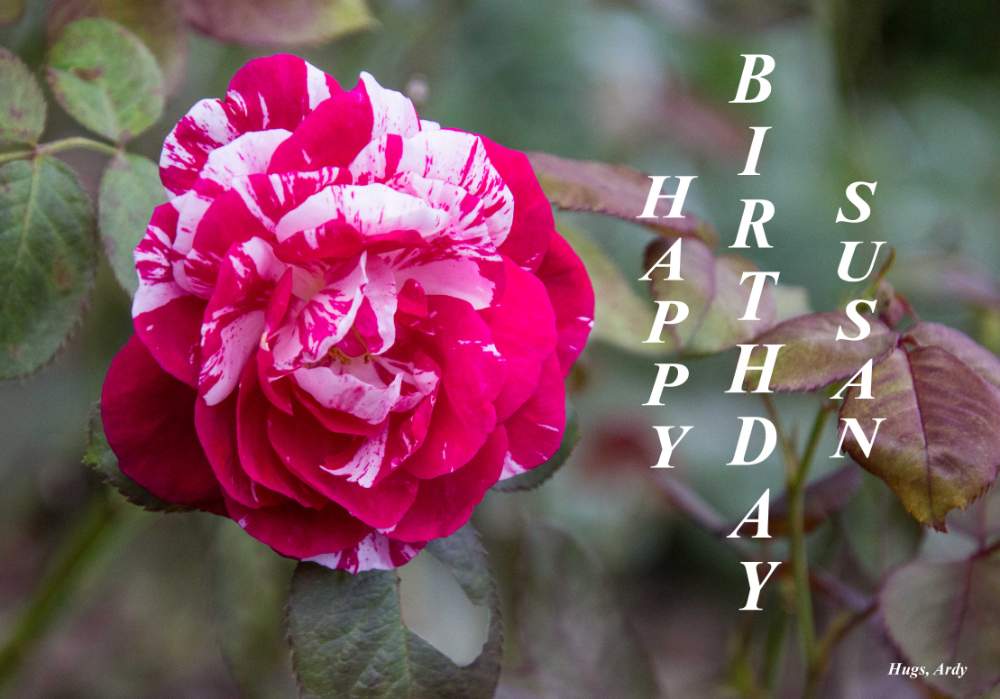 Solve Happy Birthday, Susan jigsaw puzzle online with 12 pieces