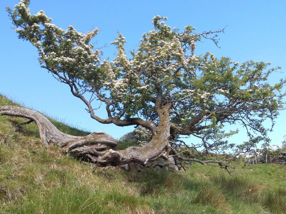 Solve Gnarly old Hawthorn we pass often on our walks. jigsaw puzzle ...
