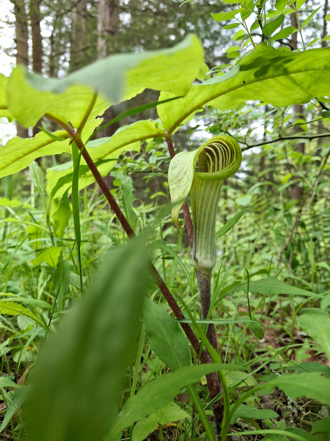 Solve Jack-in-the-pulpit jigsaw puzzle online with 80 pieces