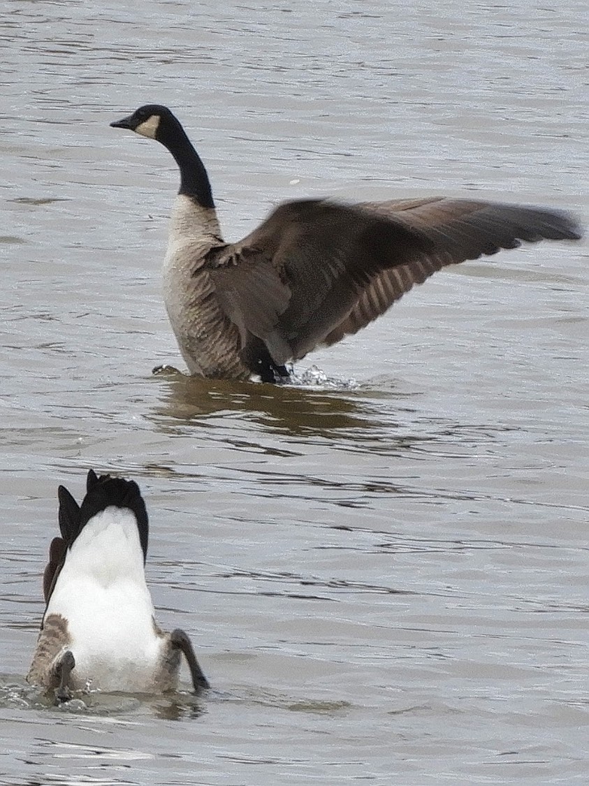 Solve Two fun poses at once jigsaw puzzle online with 20 pieces