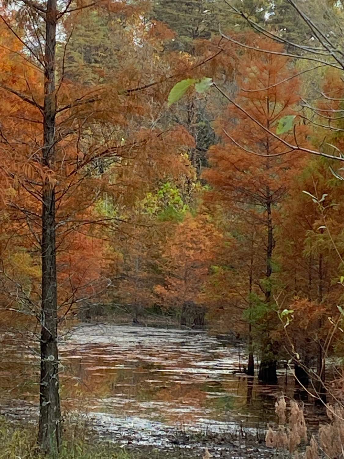 Solve Fall at Bernheim Forest jigsaw puzzle online with 165 pieces