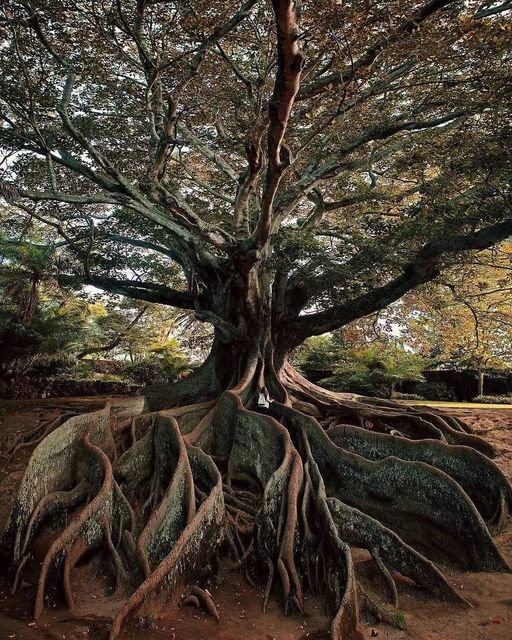 Solve stunning "Moreton Bay Fig" tree jigsaw puzzle online with 80 pieces