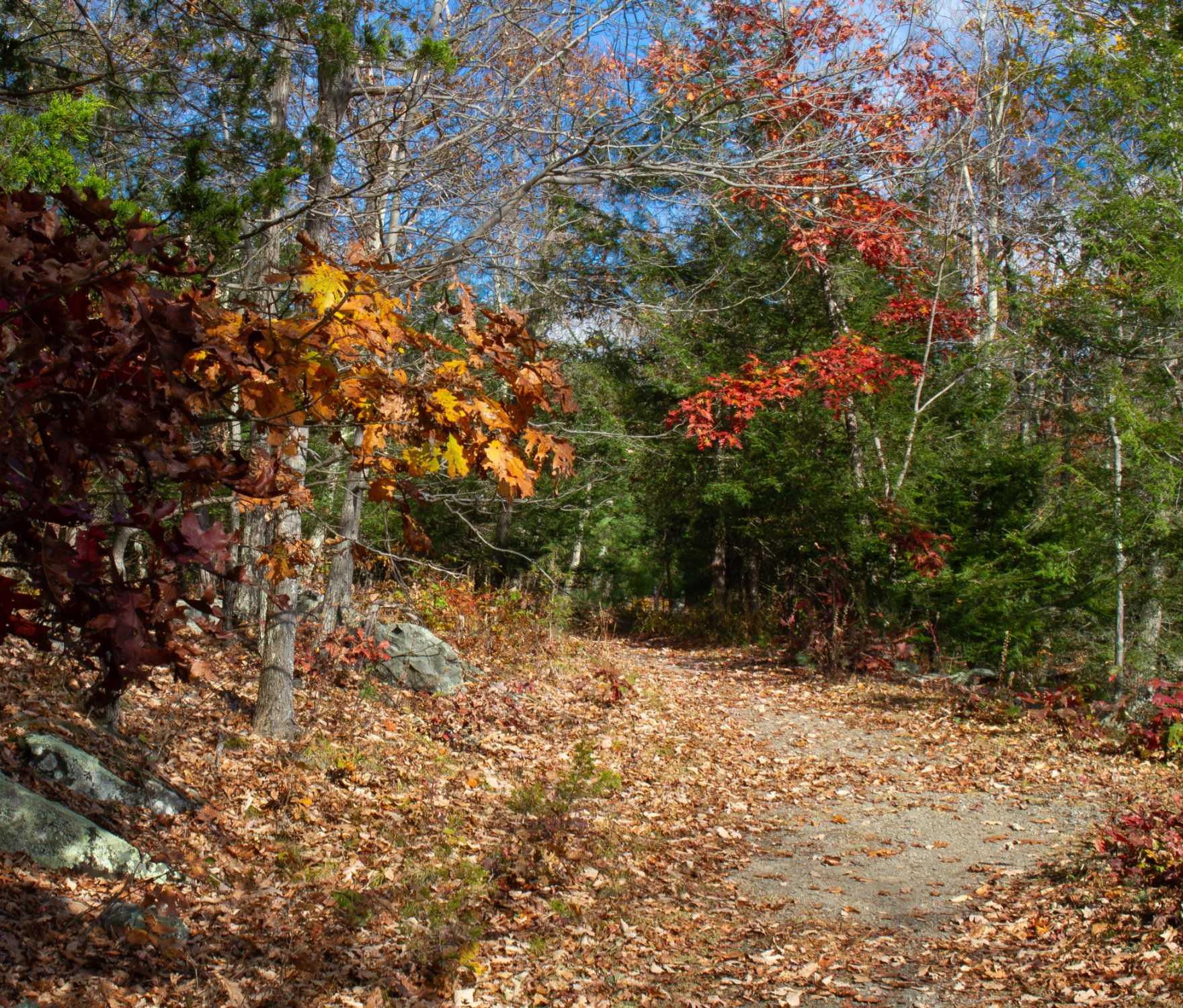 Solve On A Path in Autumn jigsaw puzzle online with 99 pieces