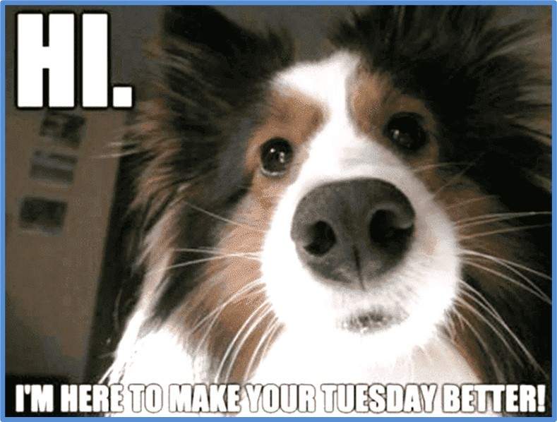 Solve BOOP And Make Your Tuesday Better! jigsaw puzzle online with 35 ...