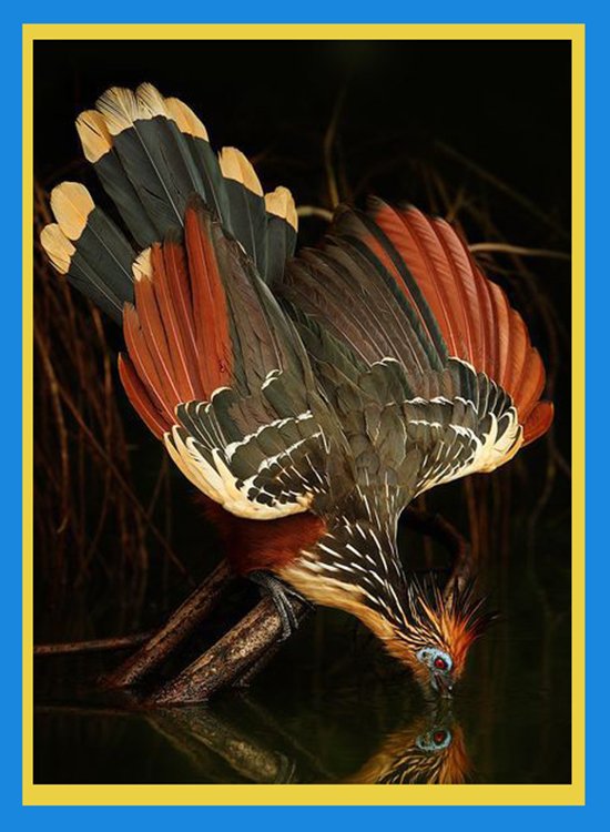 Solve Hoatzin aka Canje Pheasant, Stinkbird, jigsaw puzzle online with ...