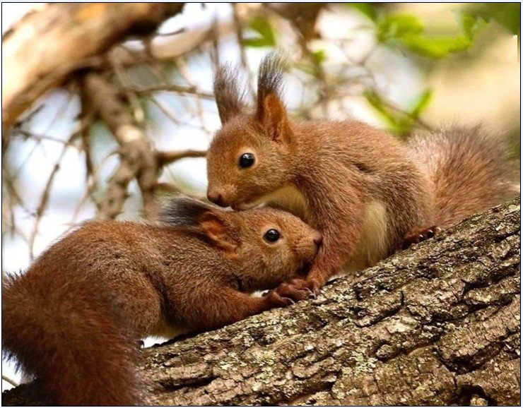 Solve Veverky_Squirrels jigsaw puzzle online with 63 pieces